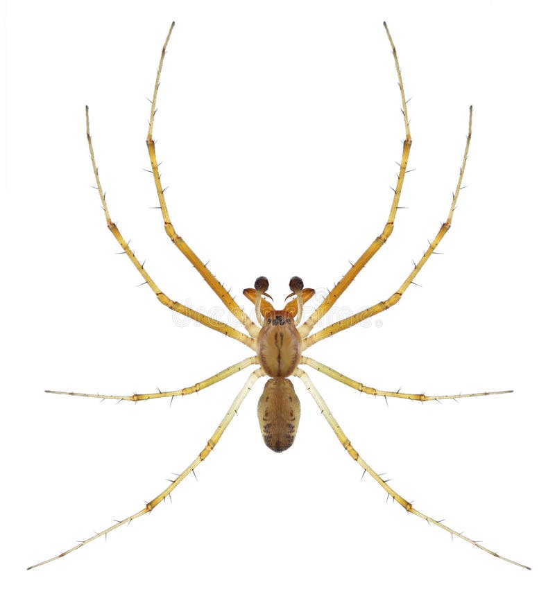 Spider Linyphia Triangularis Stock Image - Image of aranei, hair: 91013435