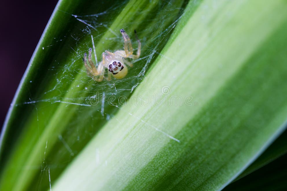 Spider stock image. Image of tiny, dangerous, spider - 83425065