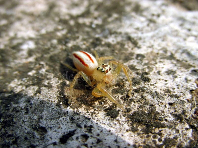 Red Back Spider Stock Images - Download 295 Royalty Free Photos