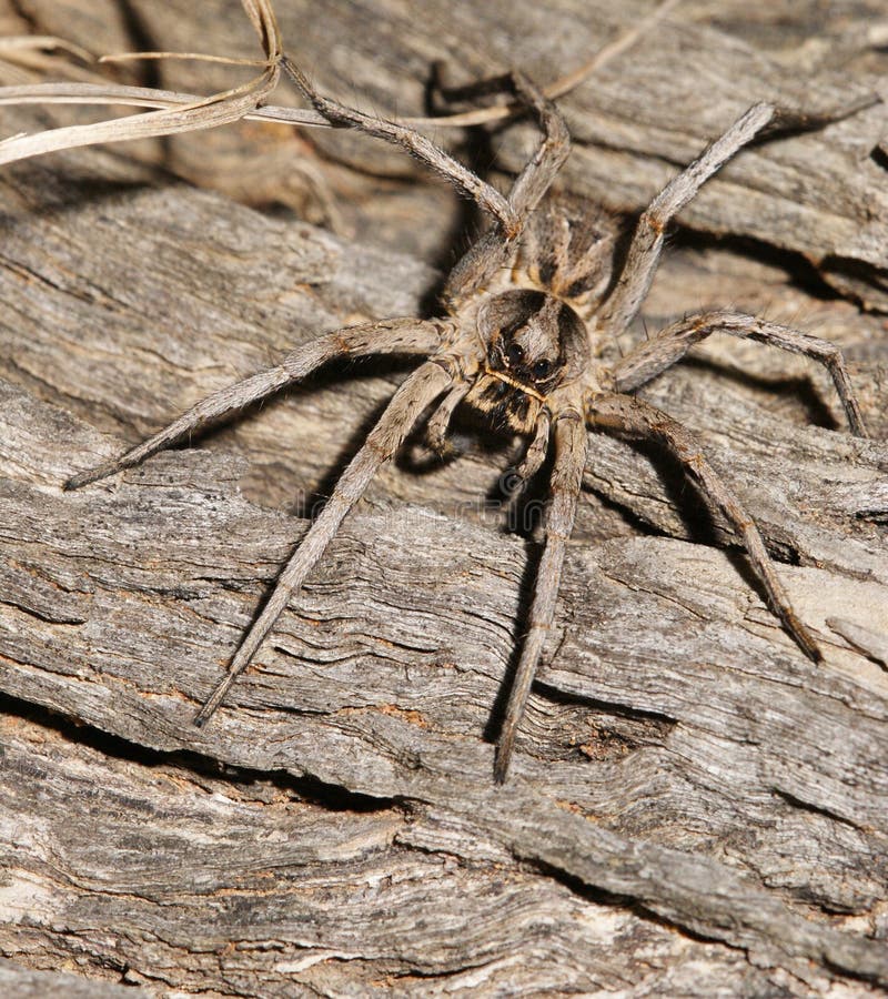 Spider on log stock image. Image of eyes, terrified, crawling - 28044639