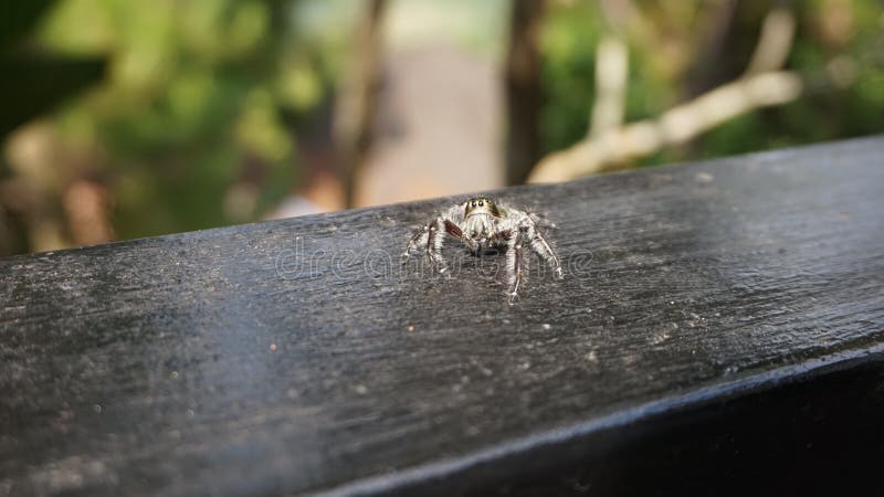 Spider stock image. Image of fence, tarantula, spider - 262688661
