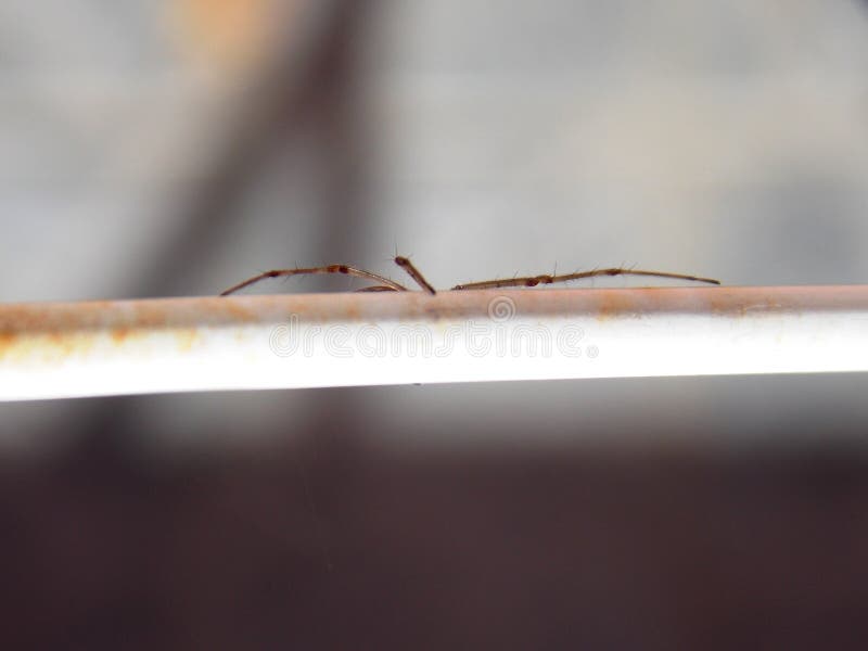 Spider with long legs stock photo. Image of spider, legs - 290628232