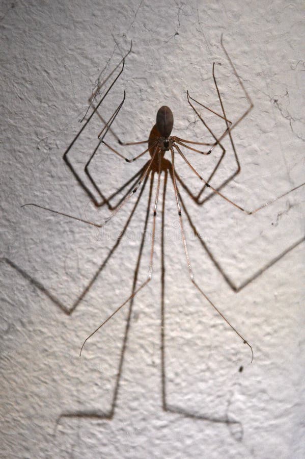 Spider with Long Legs and His Shadow Stock Image - Image of branch ...