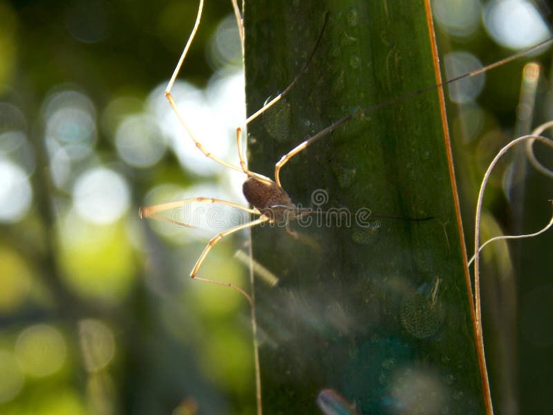 Spider with Long Legs on a Plant Leaf Stock Photo - Image of wildlife ...