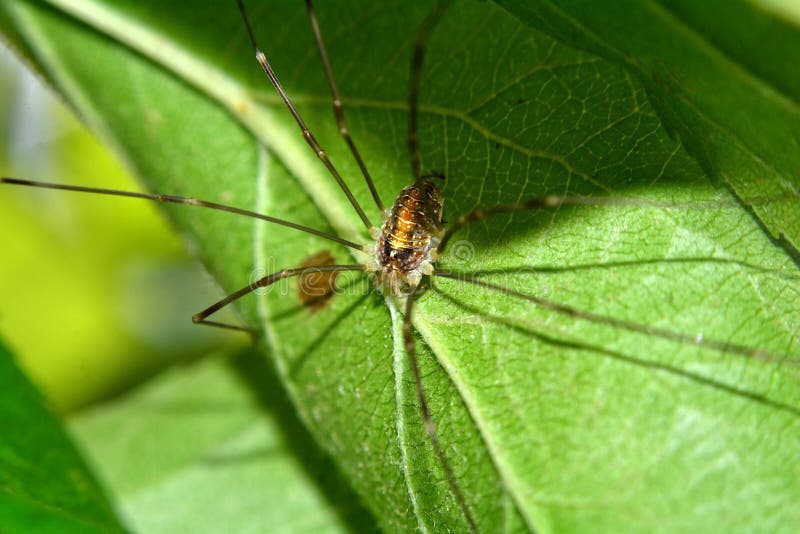 Spider with Long Legs Sits on a Leaf Stock Photo - Image of summer ...