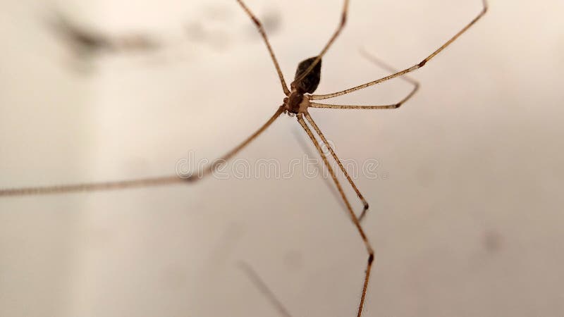 Spider with Long Legs on the Wall Stock Image - Image of invertebrate ...