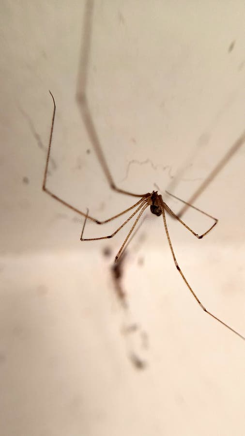 Spider with Long Legs on the Wall Stock Image - Image of horror, people ...