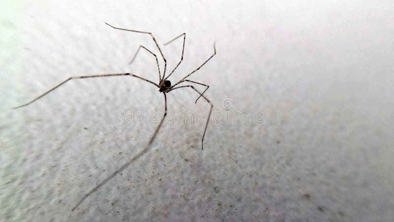Spider with Long Legs on the Wall Stock Photo - Image of insect ...