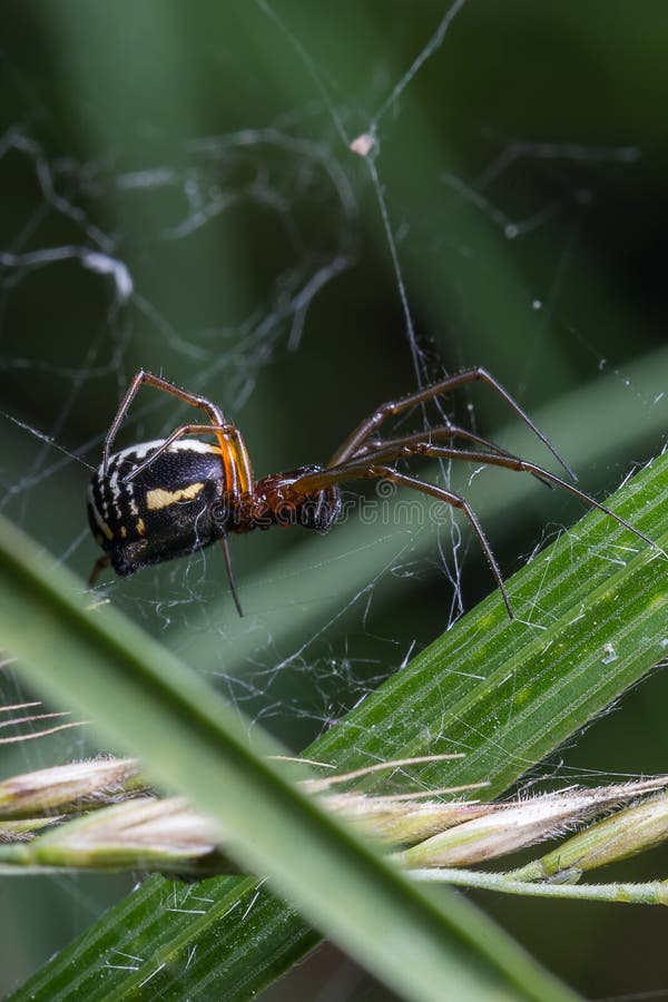The spider with long paws. stock photo. Image of backdrop - 75991066