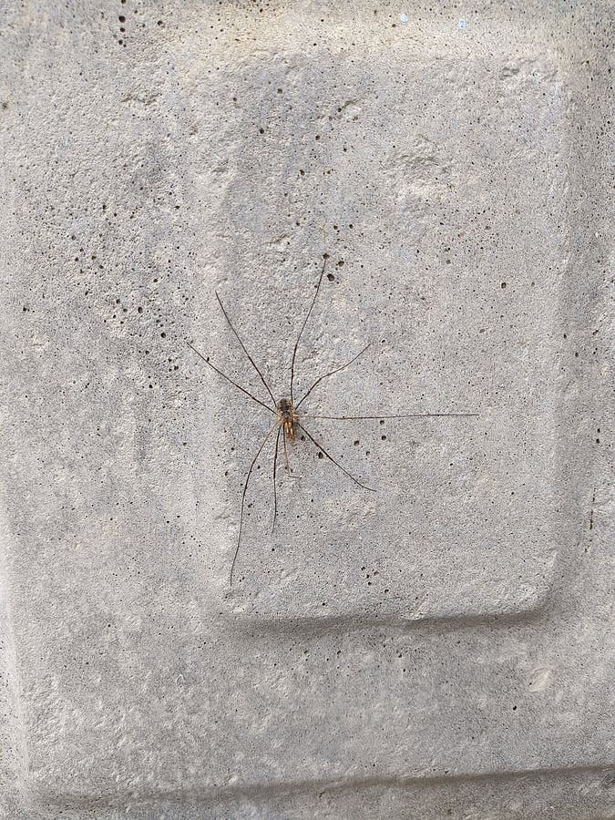 Spider with Long and Thin Legs on a Concrete Wall Stock Photo - Image ...