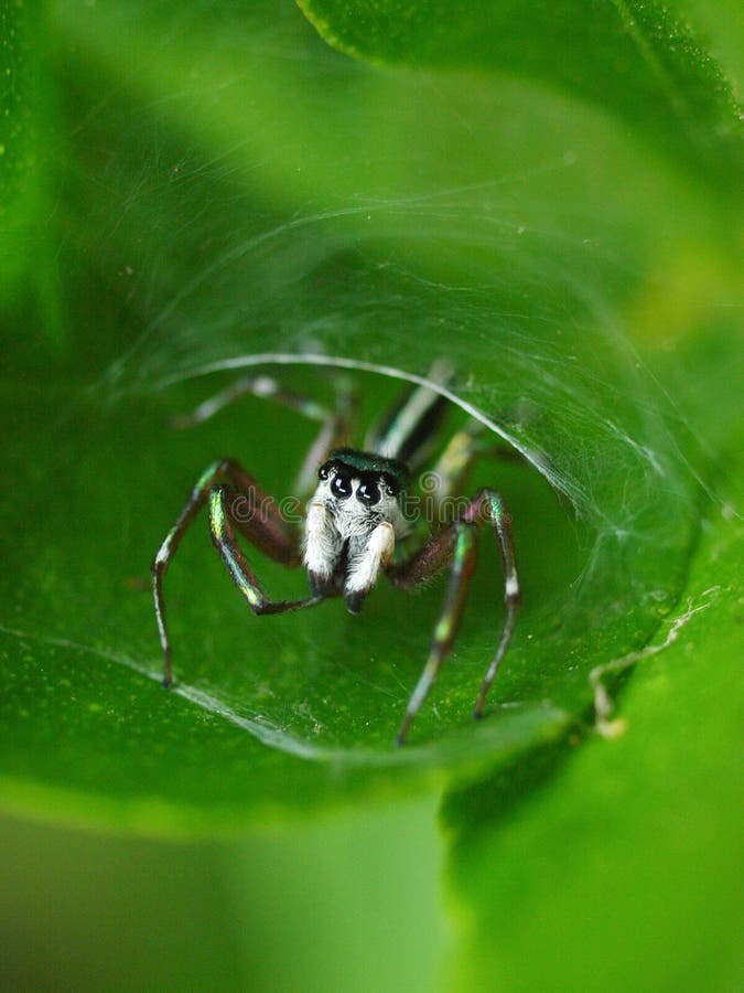 Spider stock photo. Image of thailand, little, stupa - 39685398