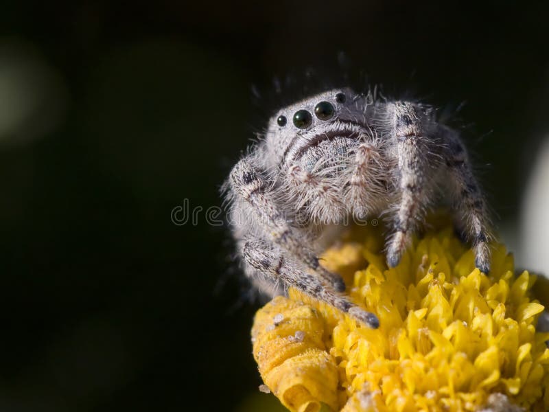 Spider looking upward stock photo. Image of yellow, pounce - 8105370