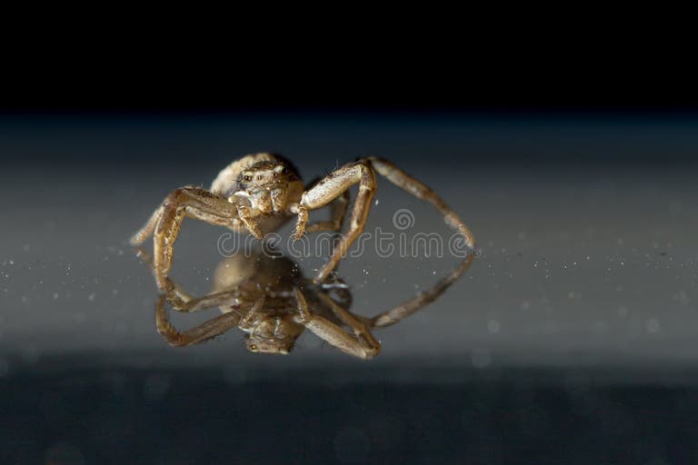 Spider Looks into the Frame Stock Photo - Image of insect, limbs: 362648366