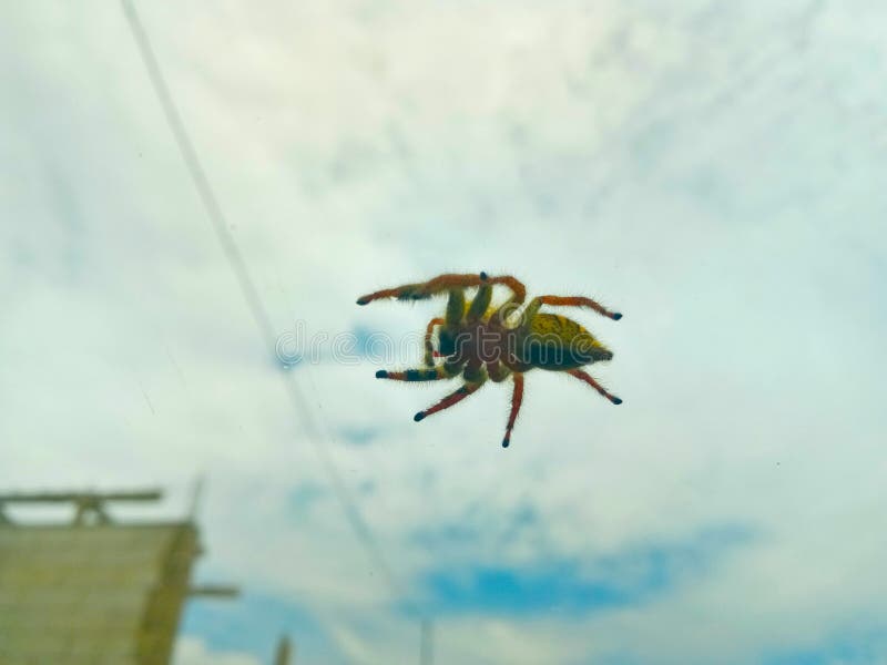 A Spider Looks Hovering on the Sky Stock Photo - Image of brown ...