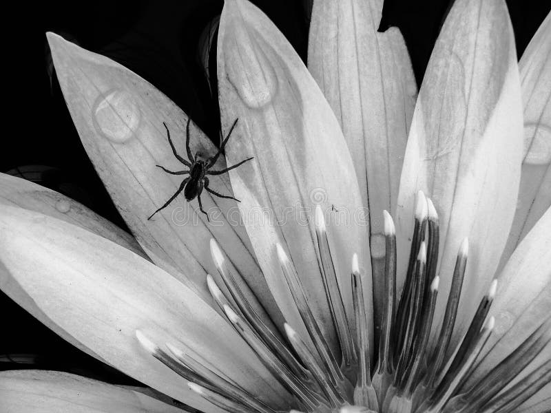 278 Lotus Flower Spider Stock Photos - Free & Royalty-Free Stock Photos ...