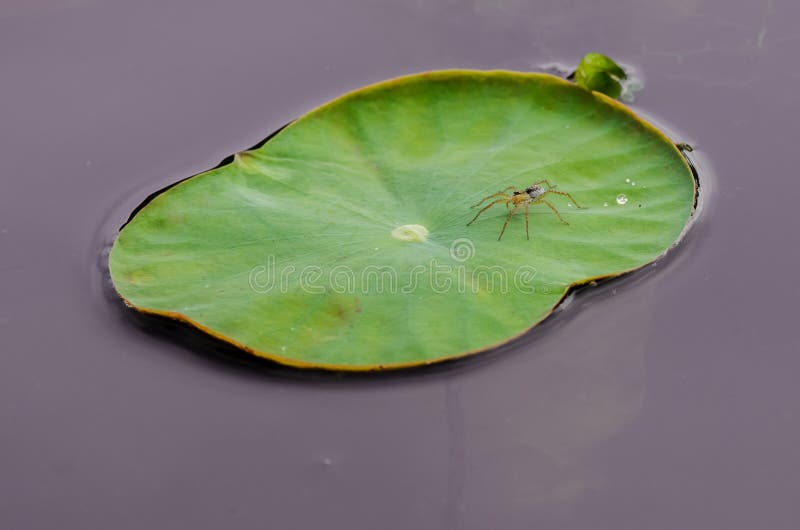 Spider on lotus leaf stock photo. Image of close, insect - 83756236