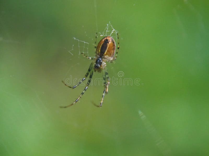 A Spider in Lurking Position in the Spider Web Stock Photo - Image of ...
