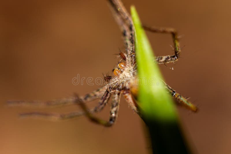 A Spider Lurks Sitting on a Plant Stem Stock Photo - Image of ...