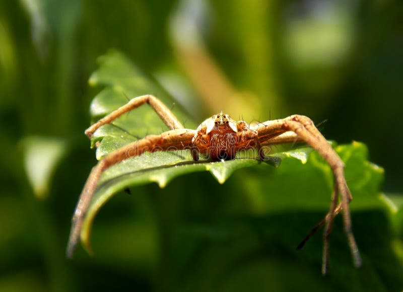 Spider stock photo. Image of spider, leaf, insect, nature - 100916394
