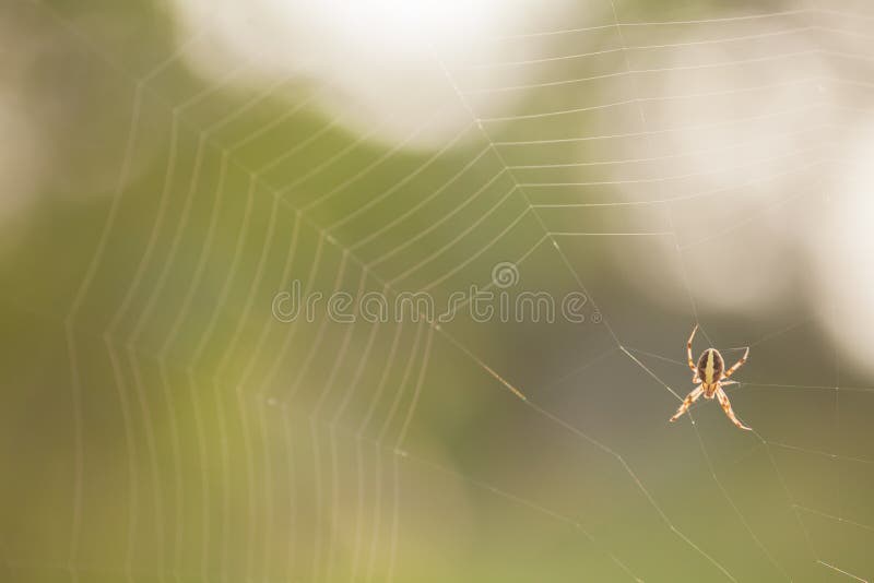 Rode spin die net maakt stock afbeelding. Image of dieren - 204693993