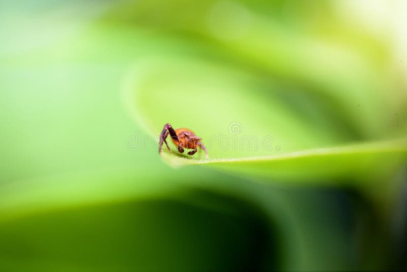 Spider macro Backdrounds stock image. Image of brown - 57760189