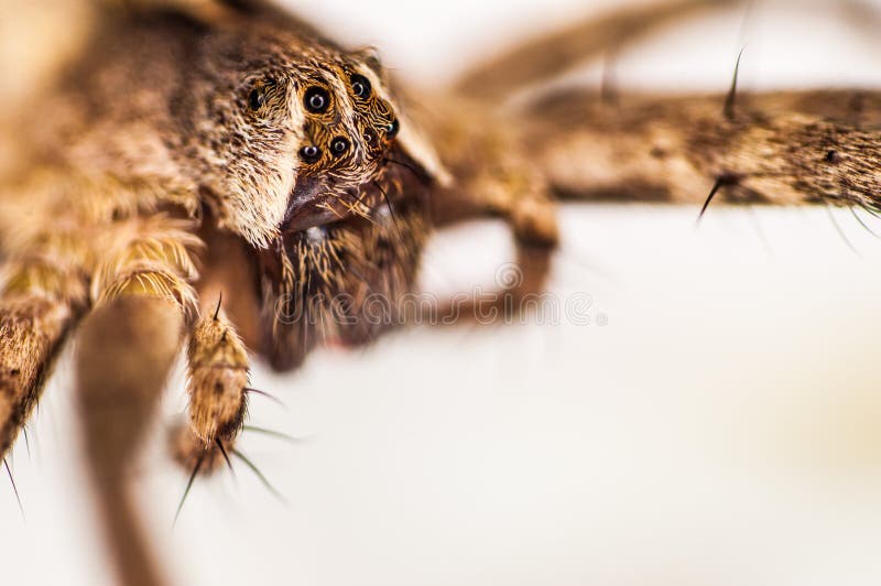 Spider Macro stock image. Image of spider, lens, caught - 73728065