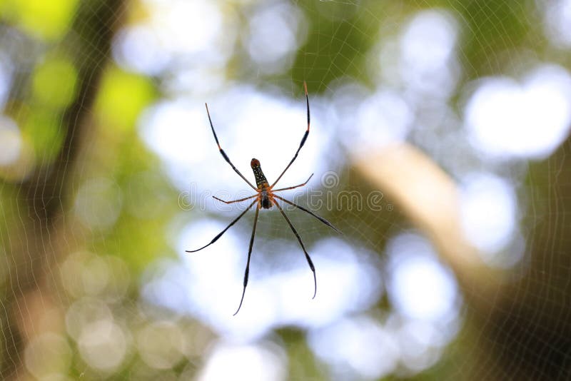 Spider in the forest. stock image. Image of environment - 128501941