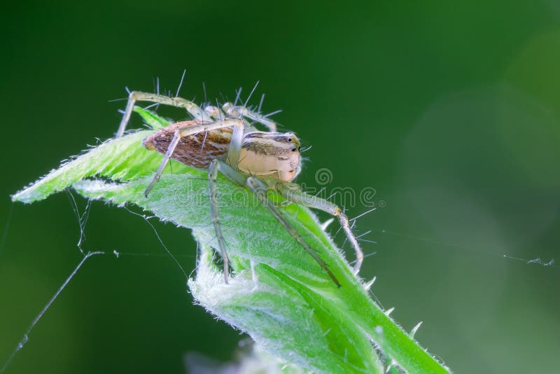 Spider stock photo. Image of pigment, ocelli, natural - 55697856