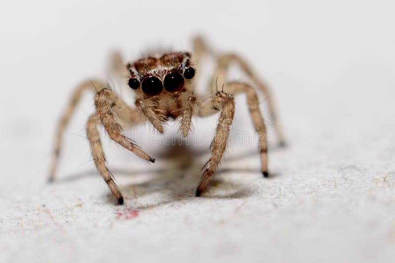 Spider macro stock image. Image of camouflage, female - 57760053