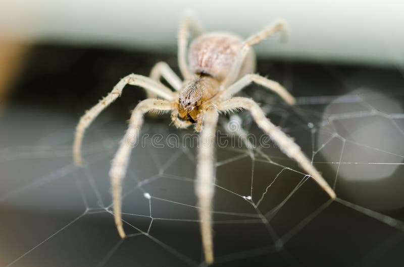 Spider stock photo. Image of bugs, insect, gossamer, tile - 44031062