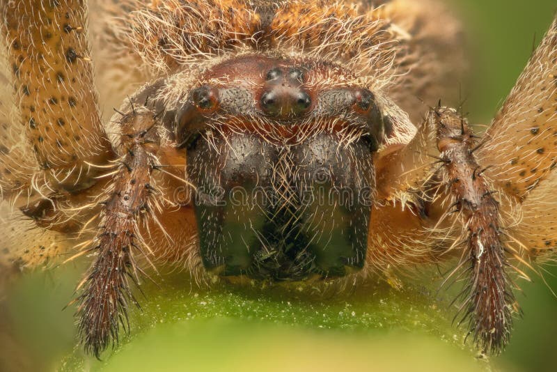 Spider Macro Shot Front View Stock Photo - Image of faceted, mouth ...