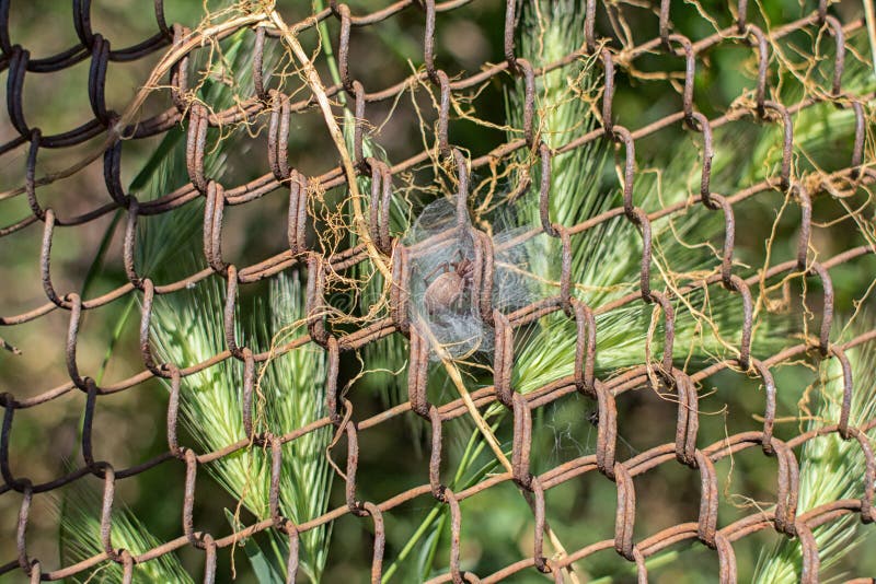 The Spider Made a Web in the Net Stock Image - Image of animals, lines ...
