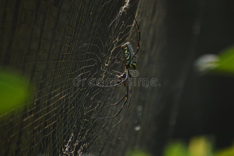Spider make it`s net stock photo. Image of hairy, closeup - 176064686