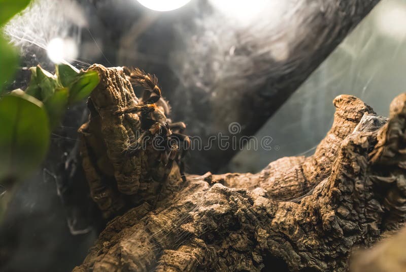 A Spider Makes a Web in an Aquarium. a Spider Makes a Trap for Insects ...