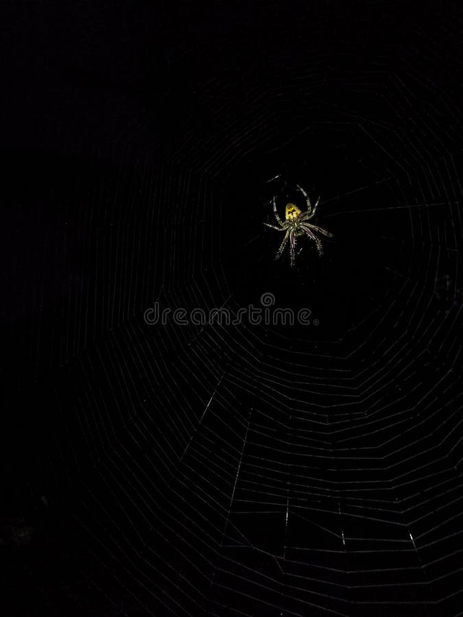 Spider Making Its Web in Night Stock Image - Image of spider, building ...