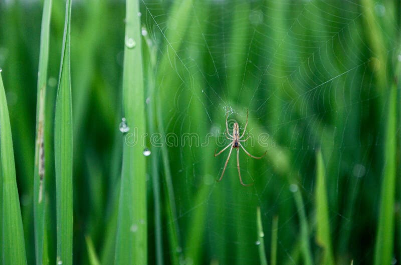 Spider Making Its Web on Thatch Leaf Stock Image - Image of meadow ...
