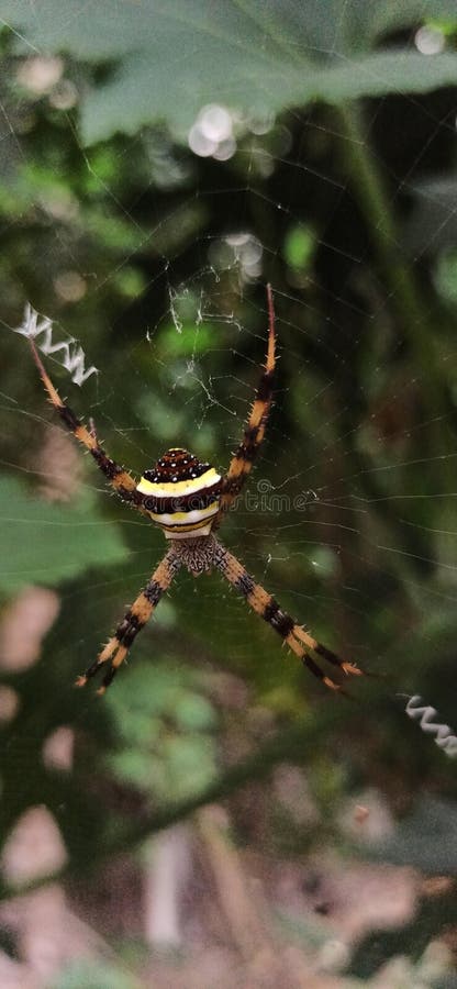 A Spider Making a Nest in a Tree Stock Photo - Image of nest, tree ...