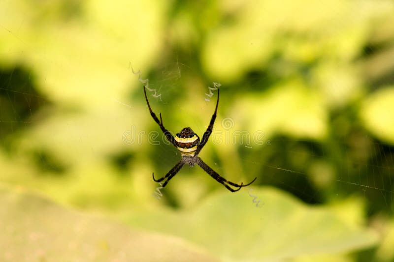 A Spider Making a Net in the Natural Environment Stock Image - Image of ...