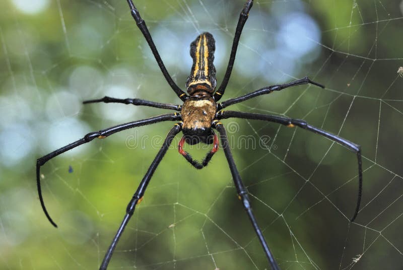 Spider making a web stock photo. Image of light, weaver - 62870418