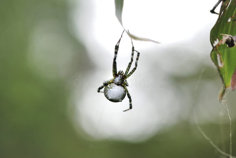 Spider making a web stock image. Image of head, insects - 62870437