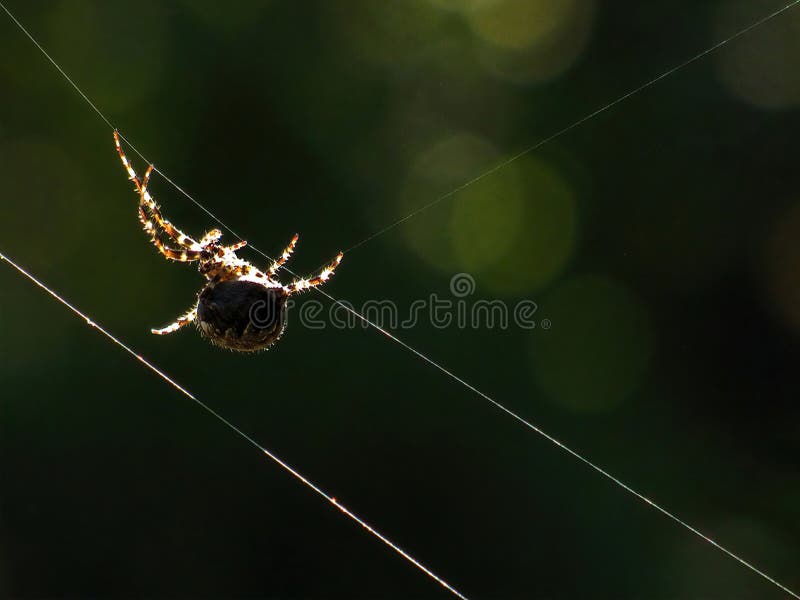 Spider Making a Web for Catching Insects Stock Photo - Image of macro ...