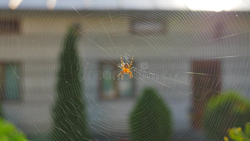 Spider Making a Web Close Up Stock Photo - Image of beautiful, trapped ...