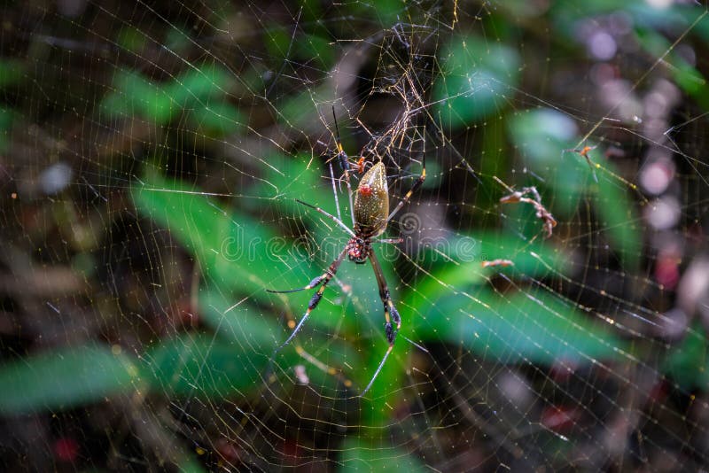 Spider Making a Spider Web in the Forest Stock Image - Image of detail ...
