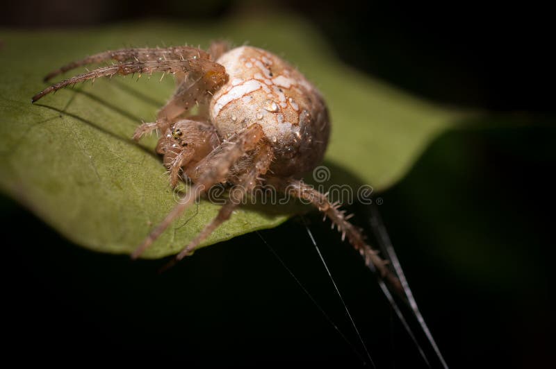 Spider Making a Web with Mist Stock Image - Image of creepy, caution ...