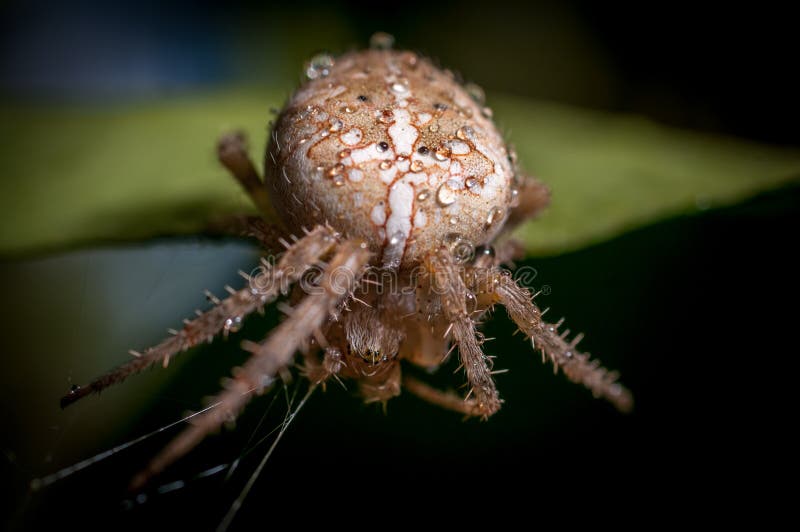 The Mist Spider