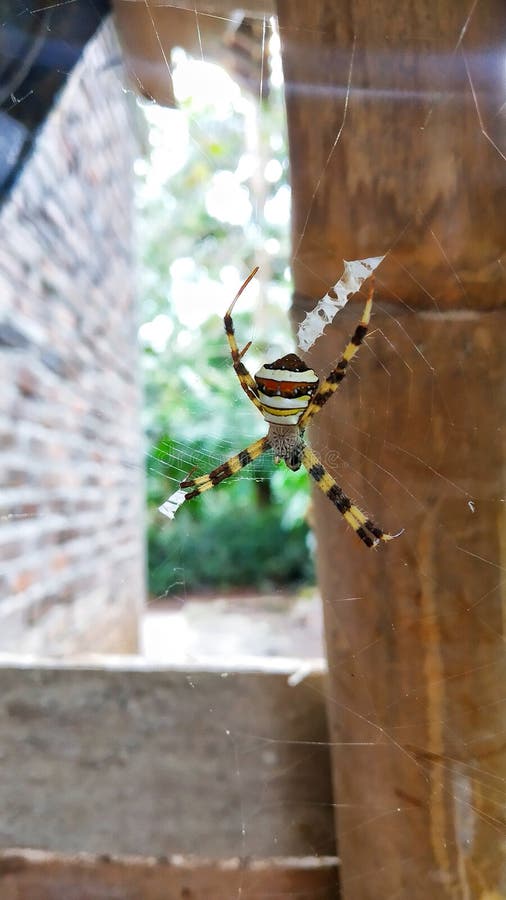 A Spider Making Her Web at Night Stock Image - Image of dewey ...
