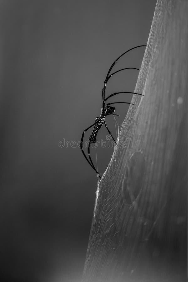 Spider Making the Web Set Up Trap Hanging on the Wall Stock Image ...