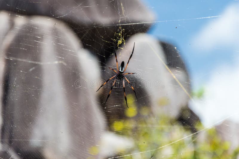 Spider making a web stock image. Image of island, digue - 110353309