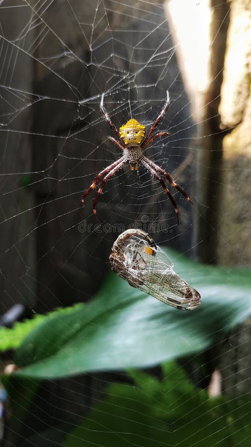 Macro Photography of Spider Catch Its Prey Stock Photo - Image of prey ...