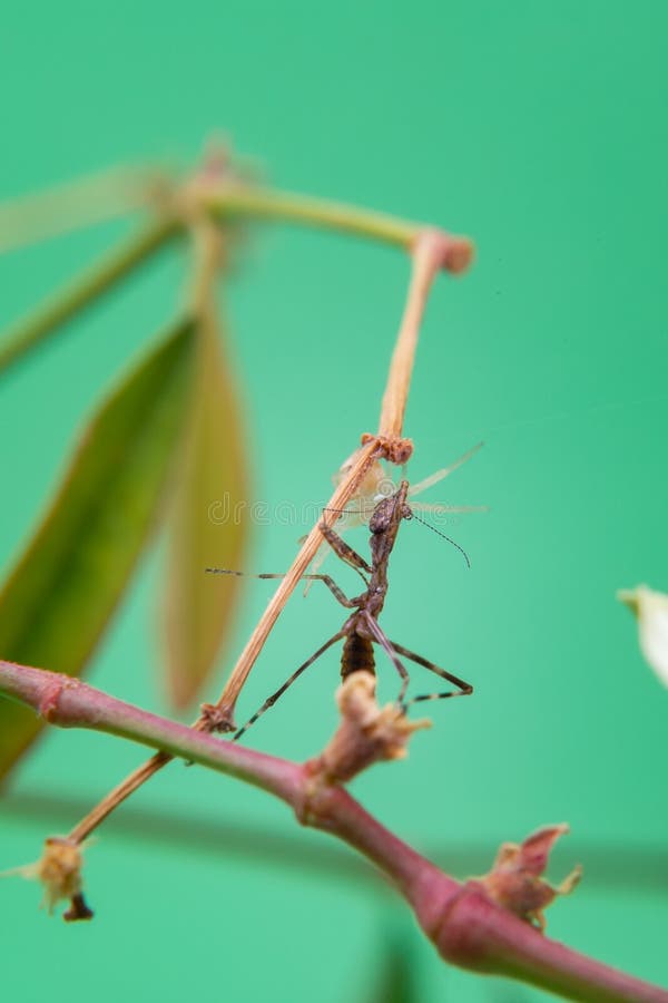 A spider and a mantis. stock photo. Image of camouflage - 227432226